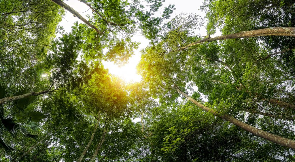 Program for the Endorsement of Forest Certification (PEFC ...